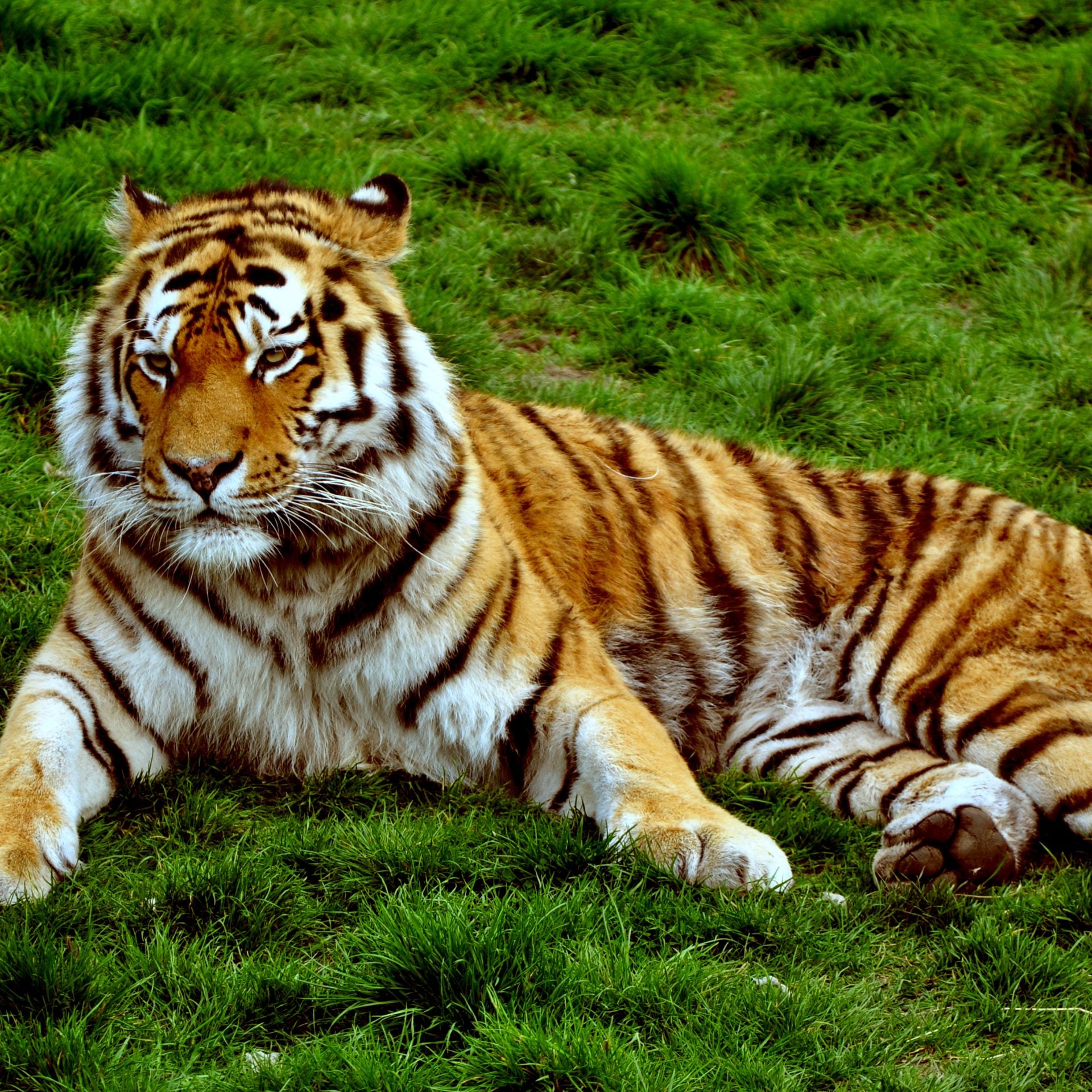 Green Radio | Zahl der Tiger wächst