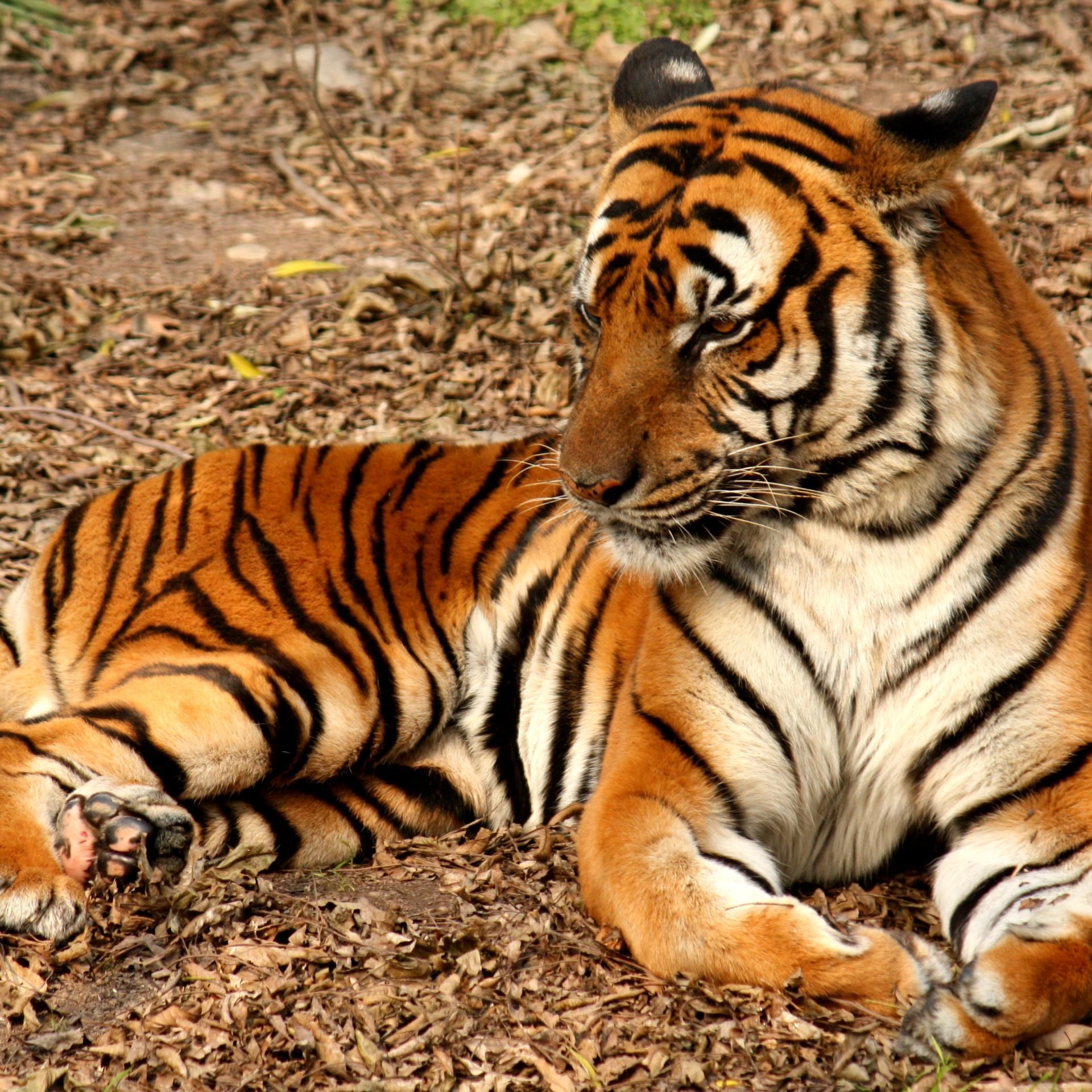 Green Radio | Zahl der Tiger wächst Green Radio | Zahl der Tiger wächst