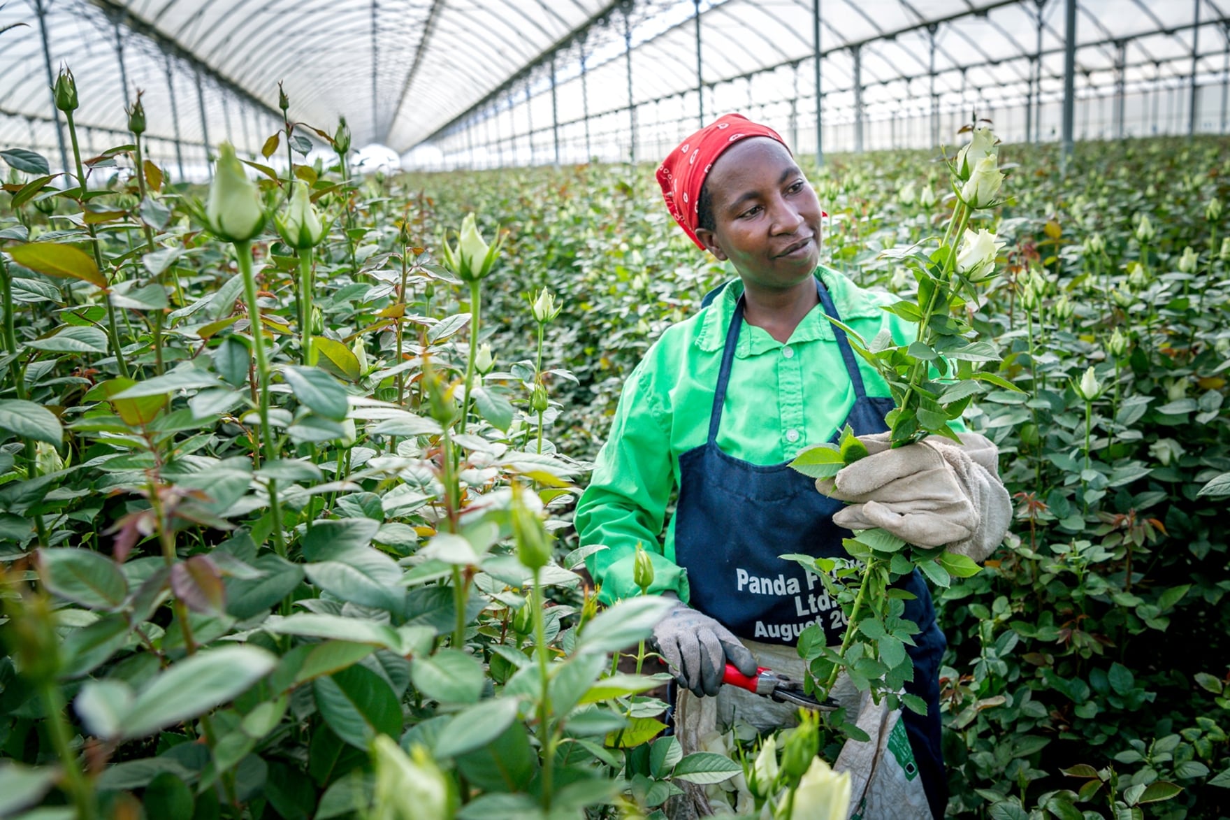 Blumen im Winter – Rosenkrieg: Das Geschäft mit den Blumen | detektor ...